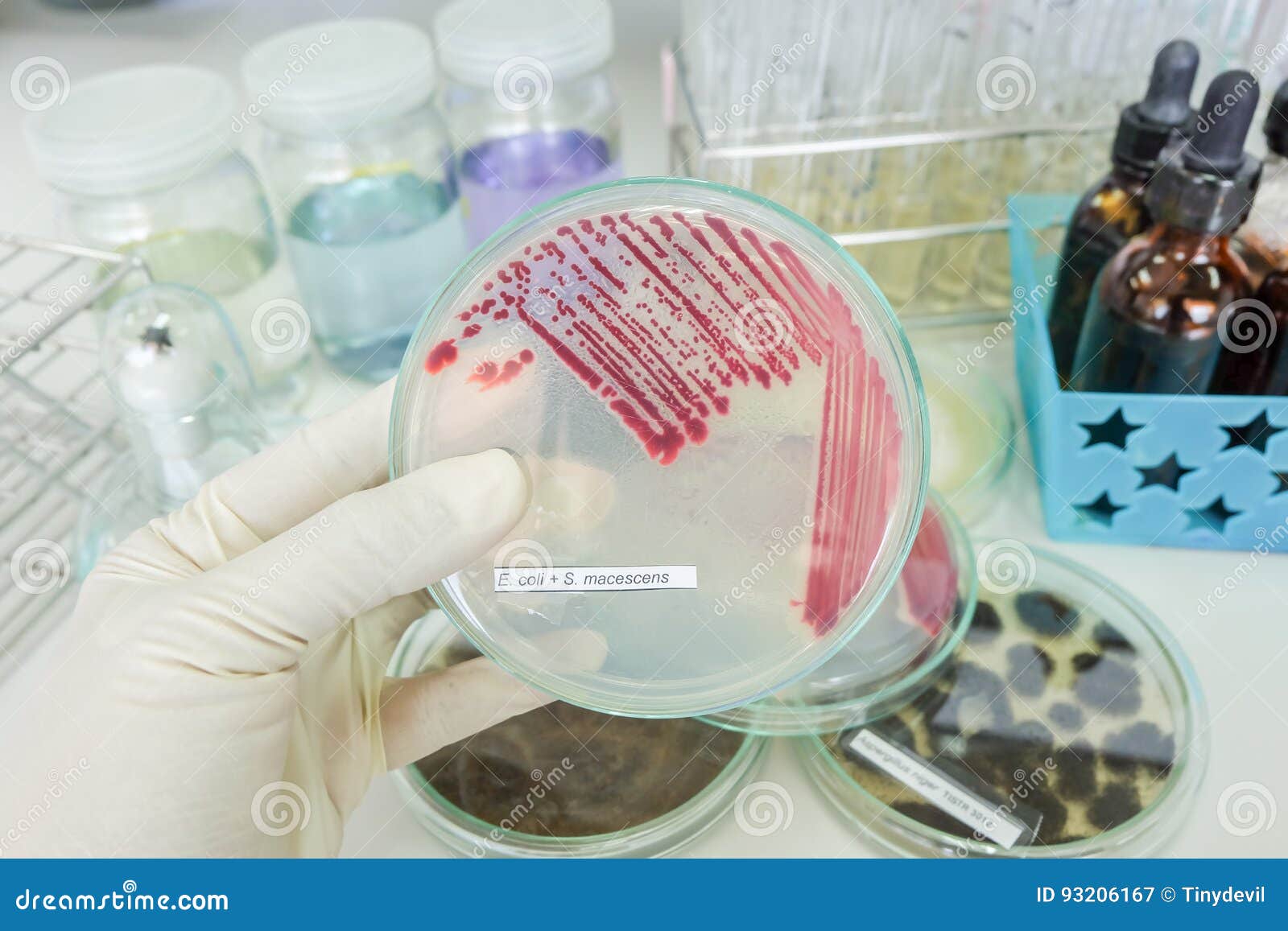 Red colony of bacteria stock image. Image of grow, mboratory - 93206167