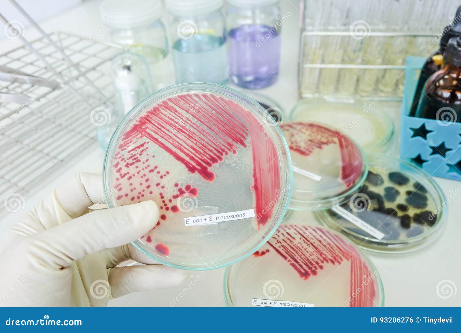 Red colony of bacteria stock photo. Image of organism - 93206276