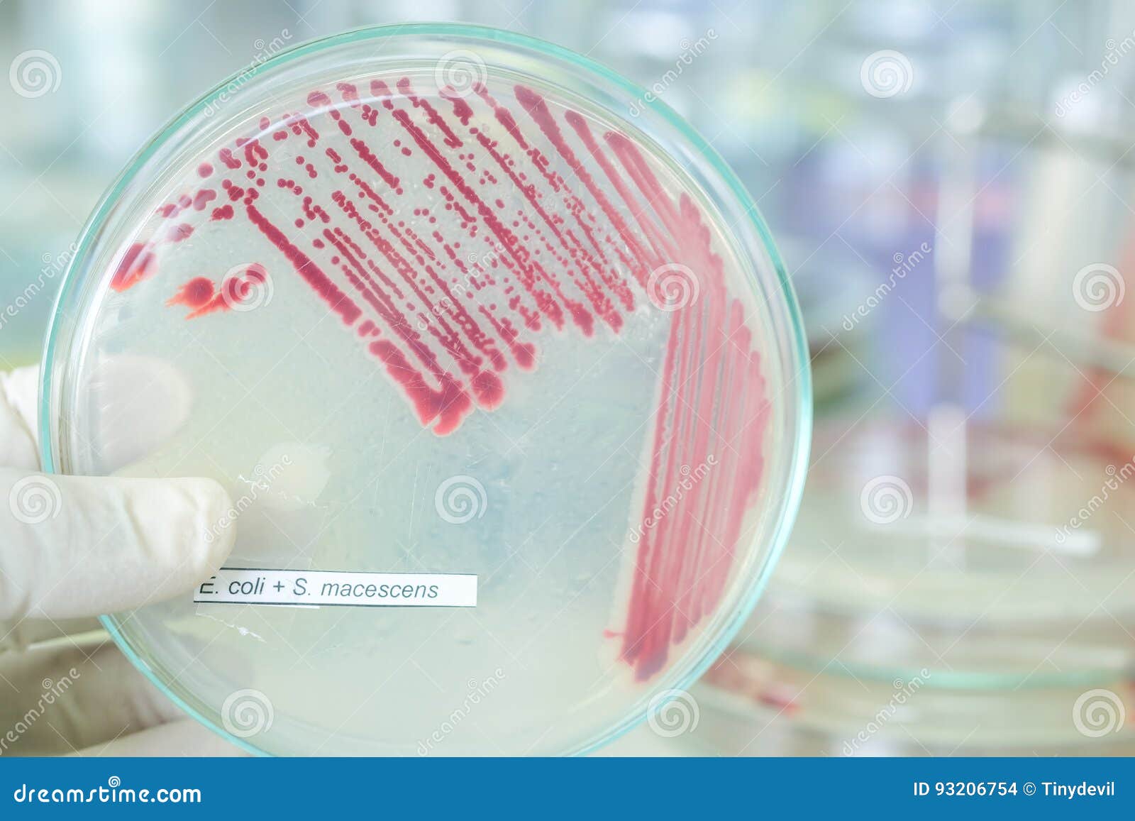 Red colony of bacteria stock photo. Image of biology - 93206754