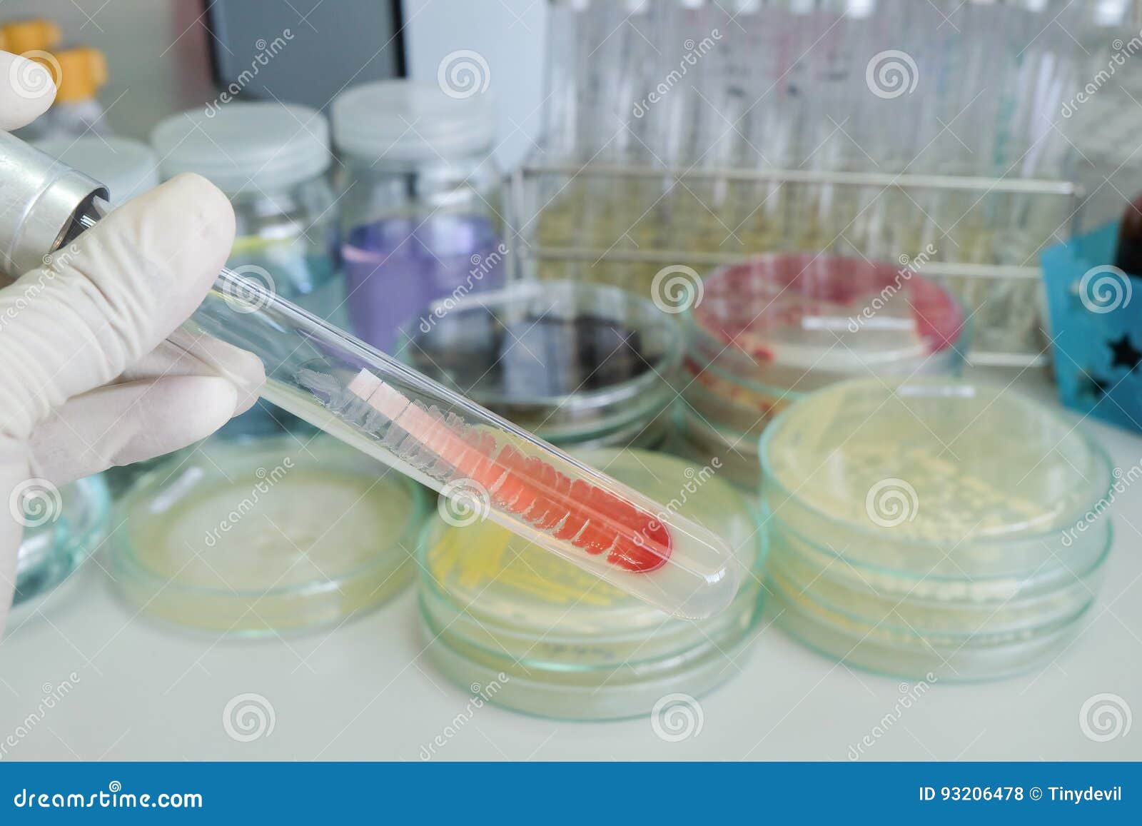 Red Colony of bacteria stock photo. Image of culture - 93206478