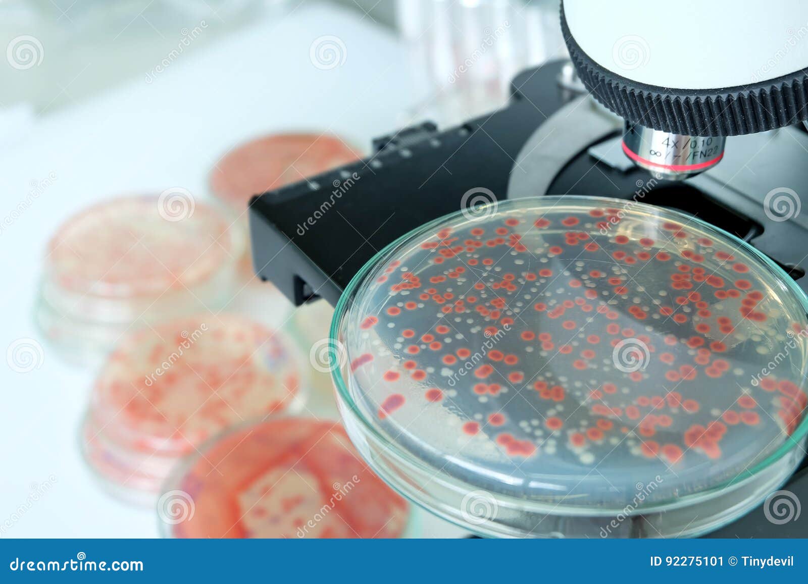 Red Colony of Becteria in Petridish Stock Image - Image of microbiology ...