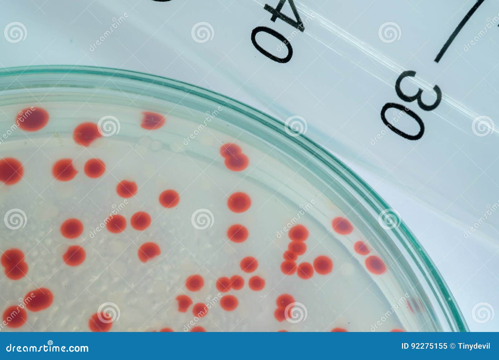 Red Colony of Becteria in Petridish Stock Image - Image of agar ...