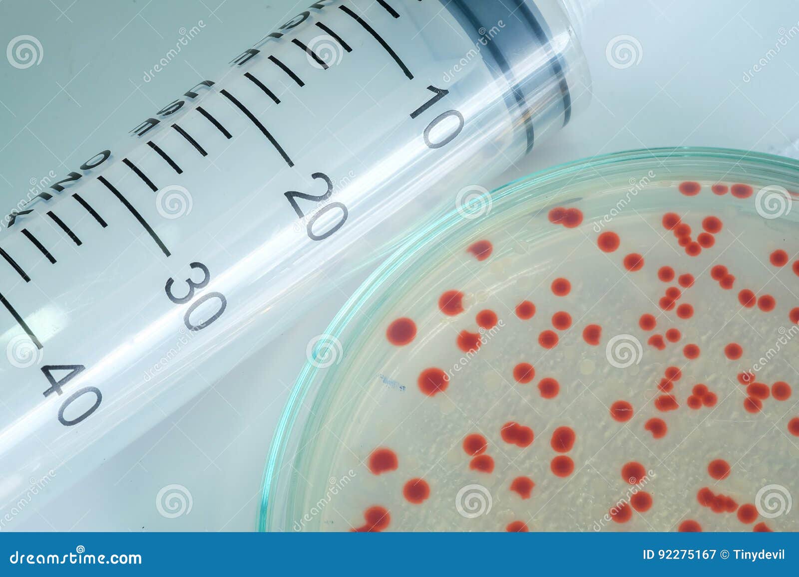 Red Colony of Becteria in Petridish Stock Image - Image of laboratory ...