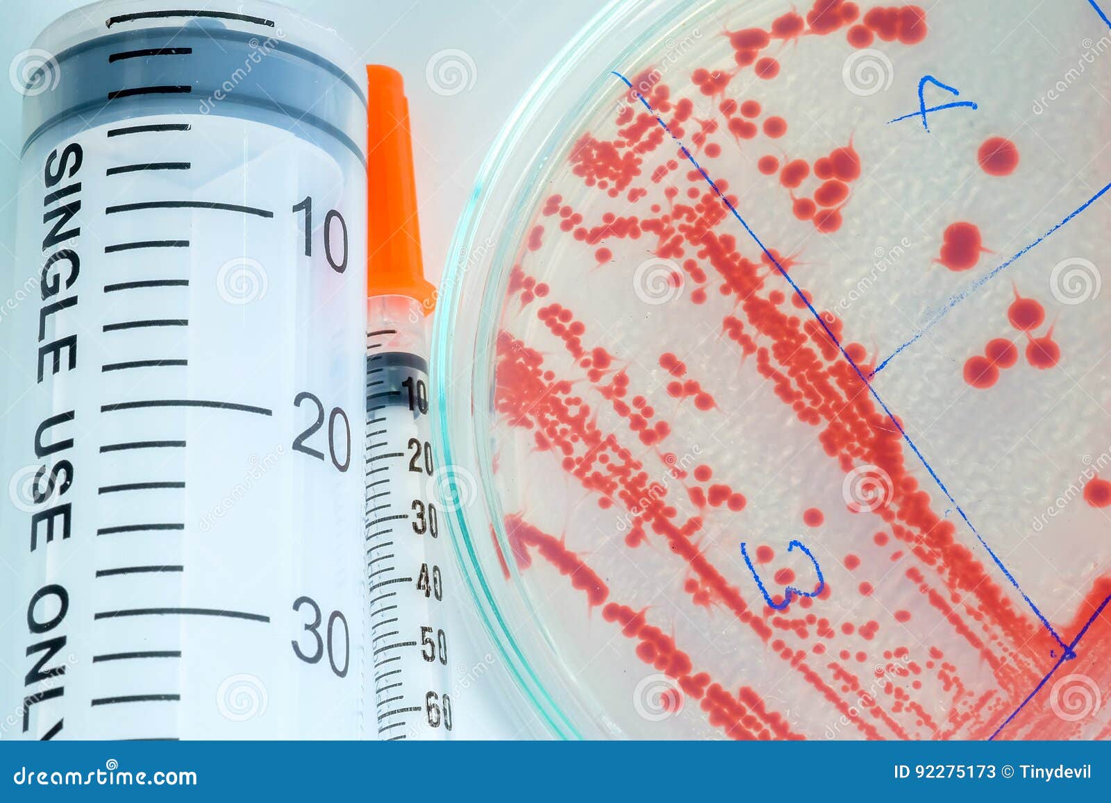 Red Colony of Becteria in Petridish Stock Image - Image of laboratory ...