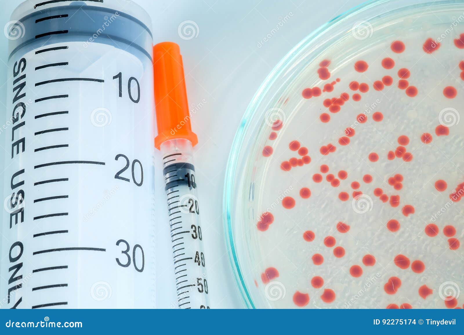 Red Colony of Becteria in Petridish Stock Photo - Image of ...