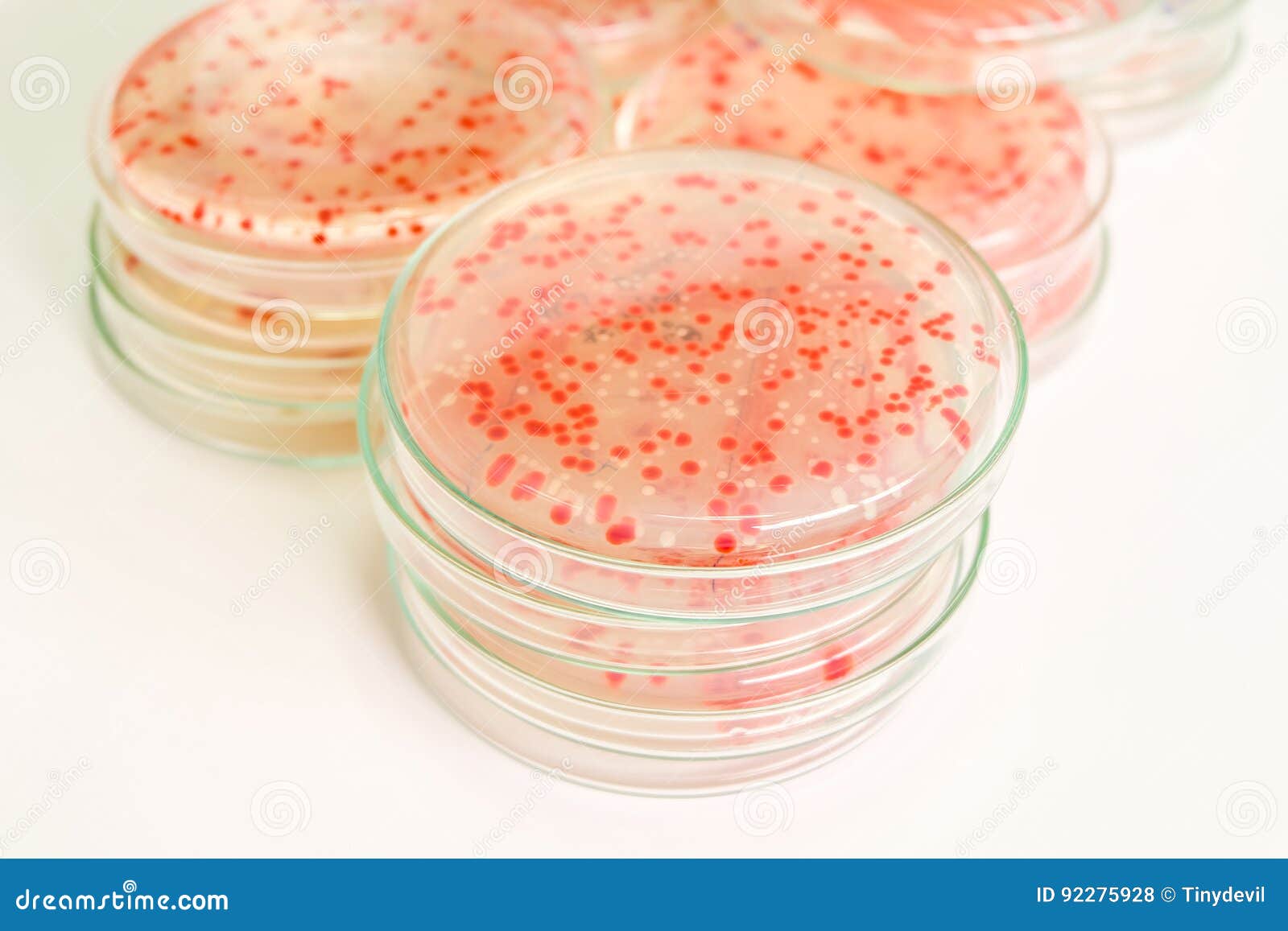 Red Colony of Becteria in Petridish Stock Photo - Image of health ...