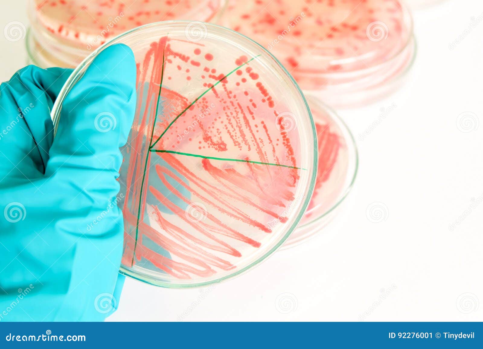 Red Colony of Becteria in Petridish Stock Image - Image of experimental ...