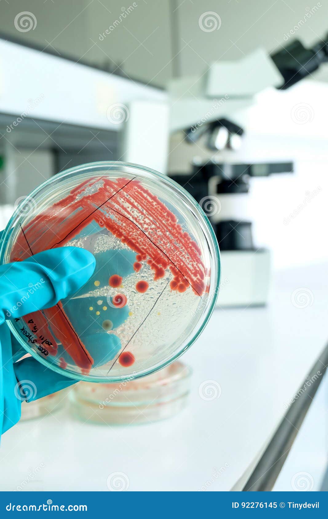 Red Colony of Becteria in Petridish Stock Image - Image of education ...