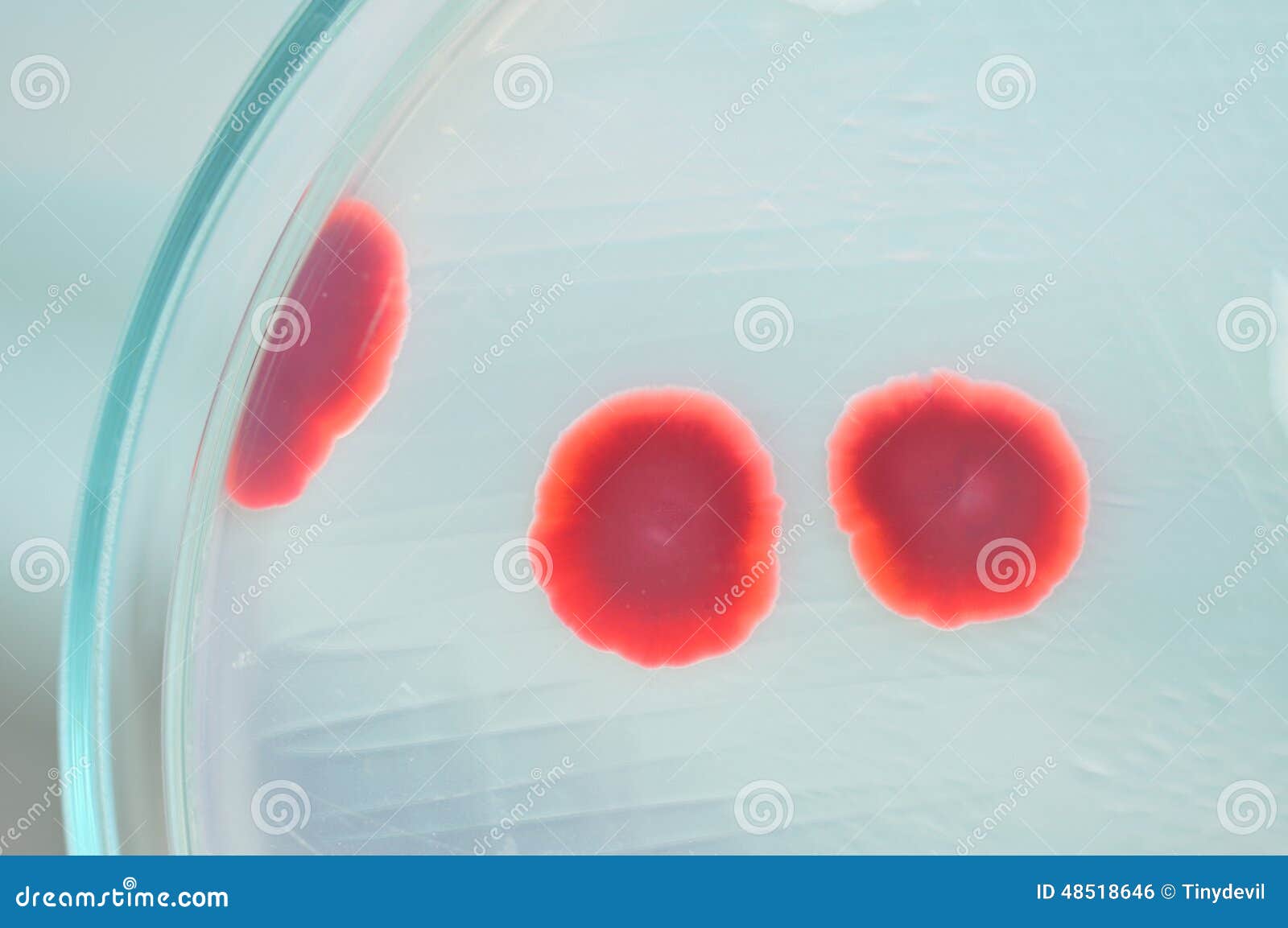 Red colony in petridish stock photo. Image of microorganisms - 48518646