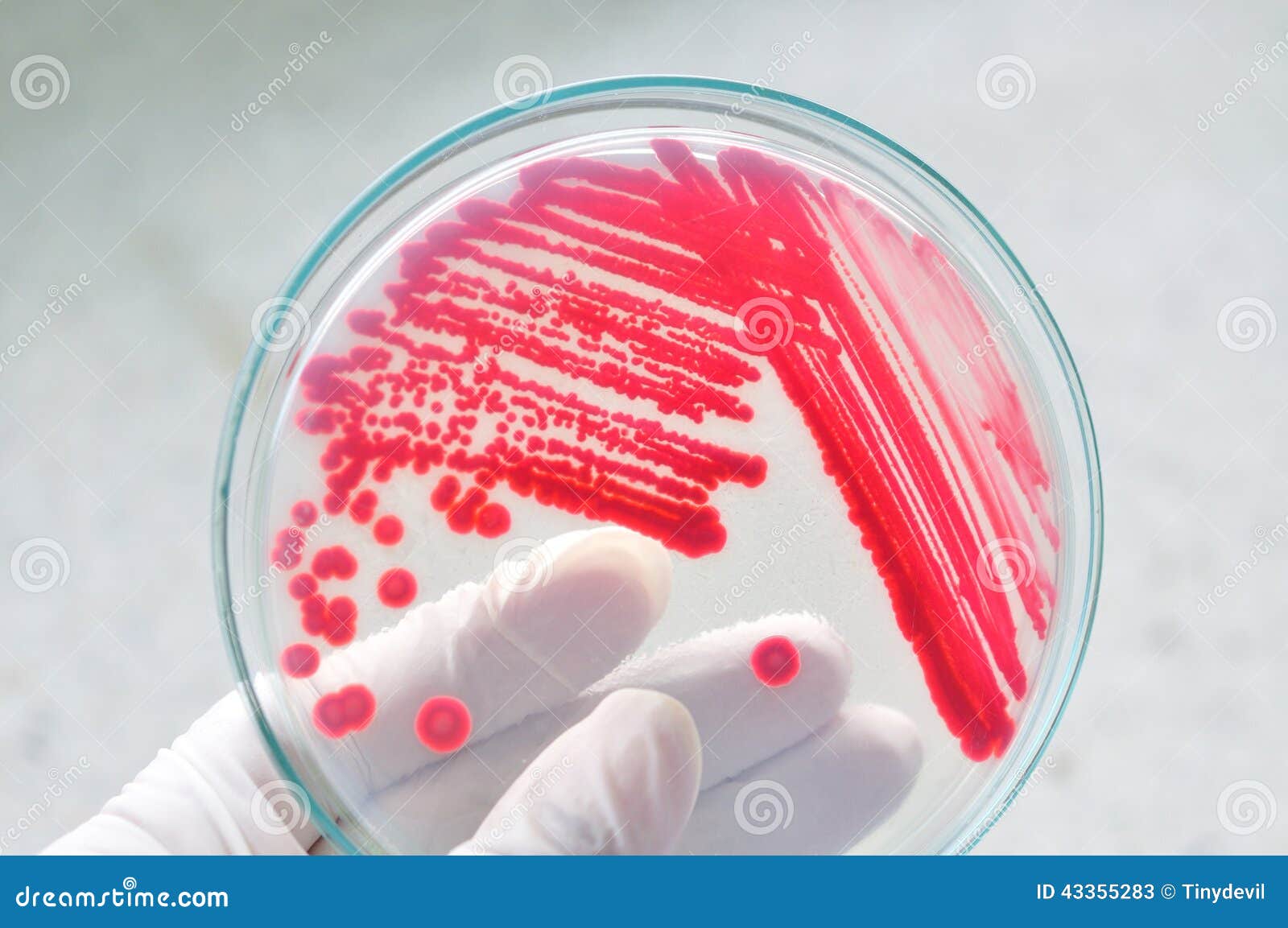 Red colony in petridish stock image. Image of penicillin - 43355283