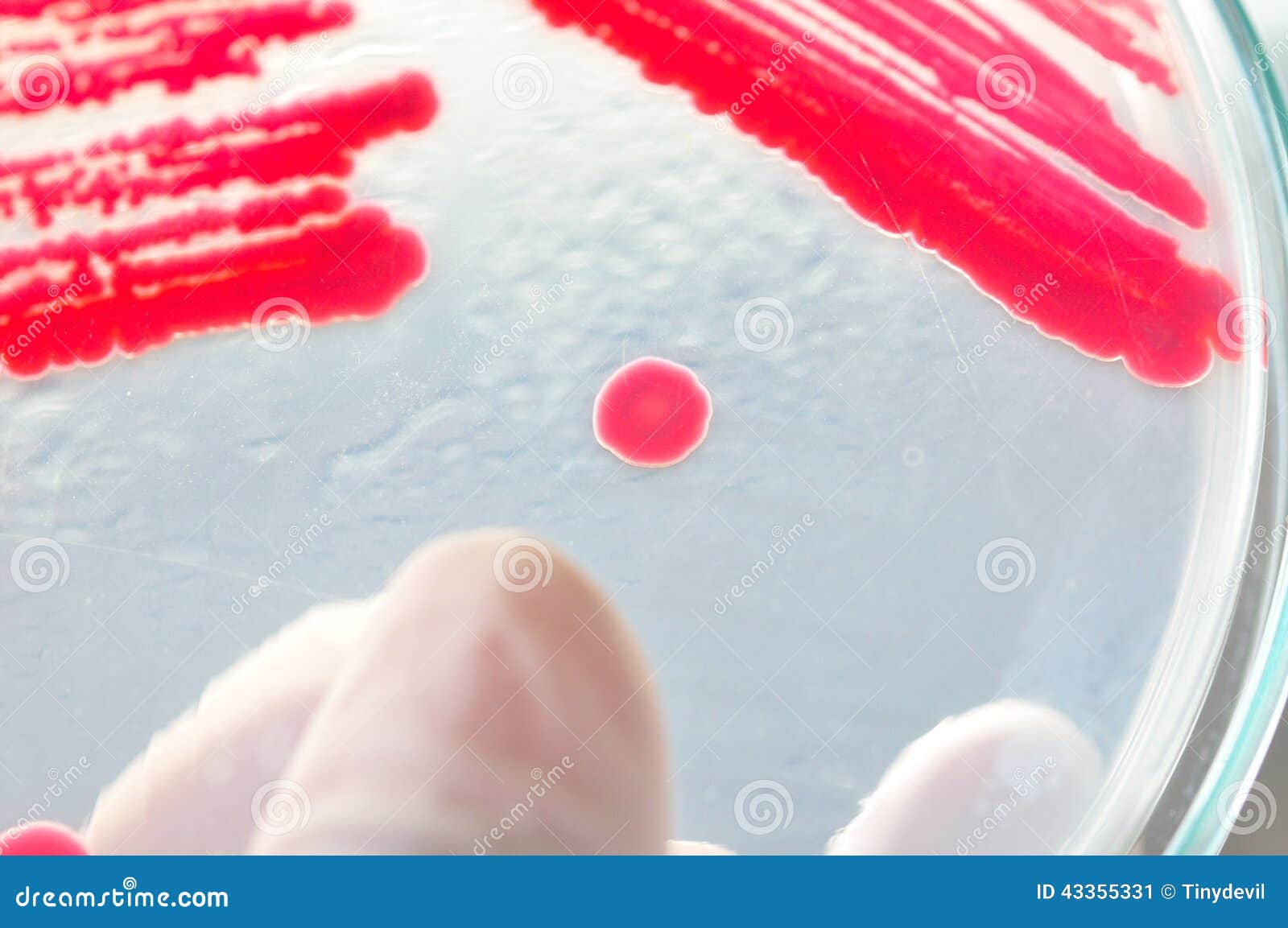 Red colony in petridish stock image. Image of laboratory - 43355331
