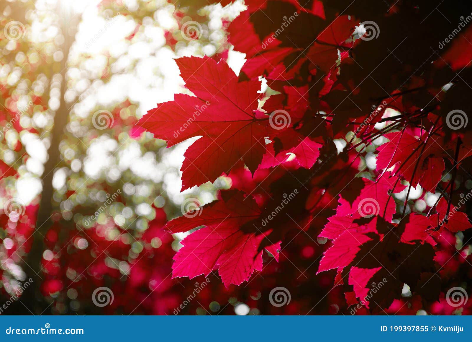 Red color Autumn leaf stock image. Image of refreshing - 199397855