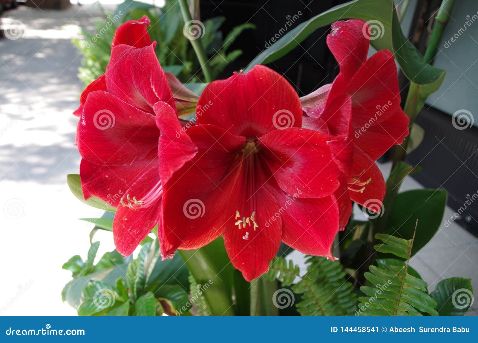 Red color beautiful flower stock image. Image of nature - 144458541