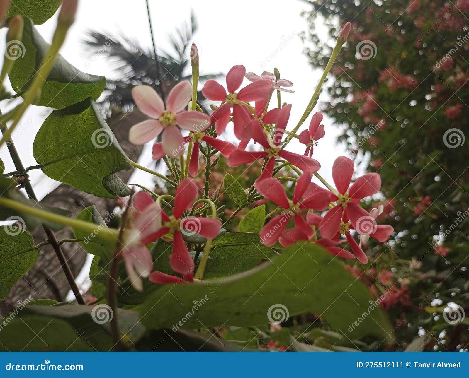 Red Color Bunch of Flowers Named Comber Indium Hanging in a Flower Tree ...