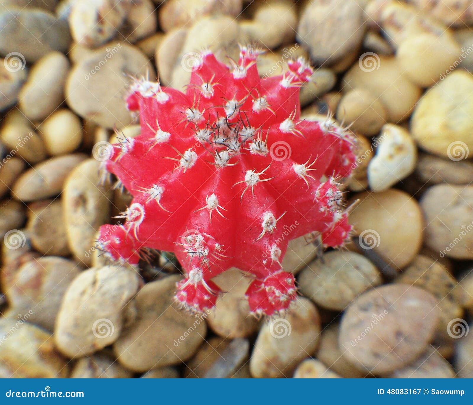 Red color cactus stock image. Image of detail, flower - 48083167