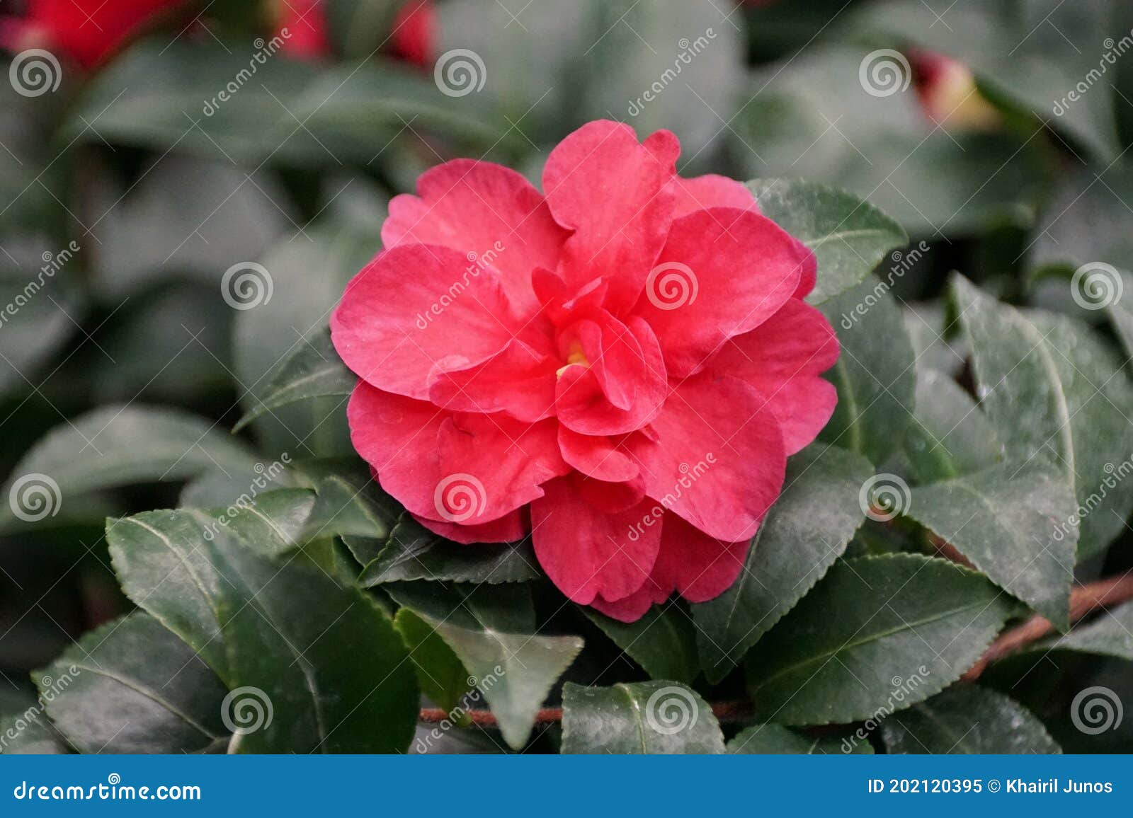A Red Color of Camellia `October Magic Ruby` Flower Stock Image - Image ...