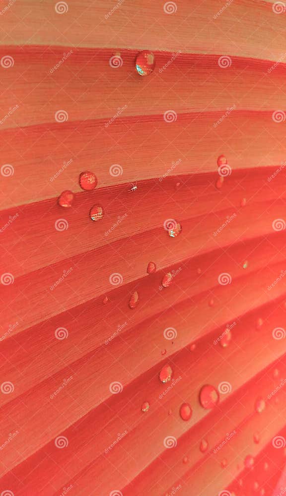 Red color stock illustration. Illustration of elements - 85826189