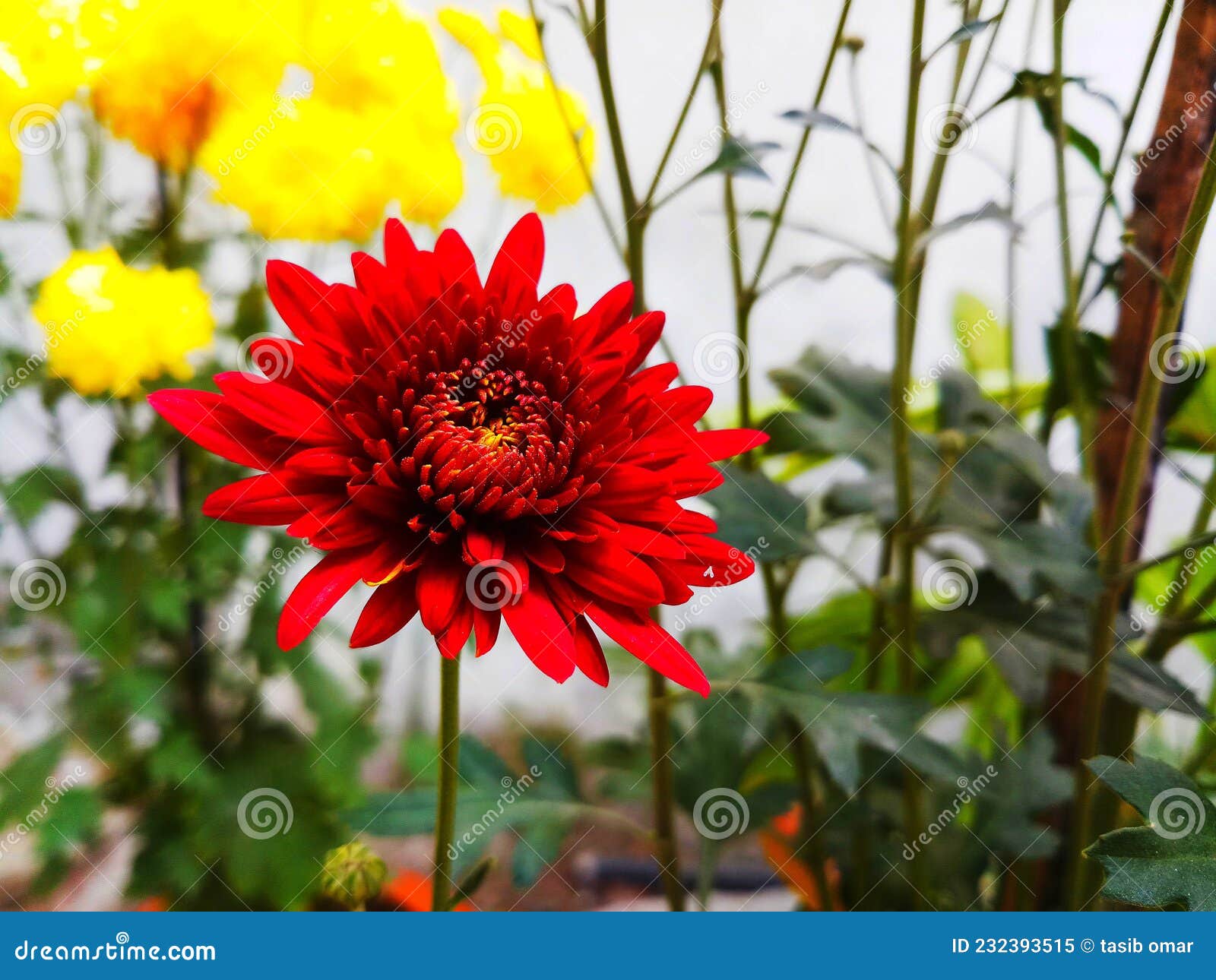 Red color flower stock image. Image of sunflower, wildflower - 232393515