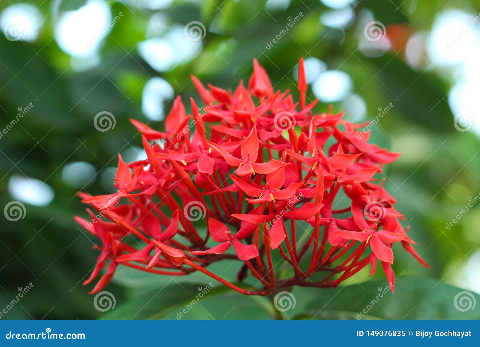 Red Color Flower Attractive Nature Stock Image - Image of closeup, rose ...