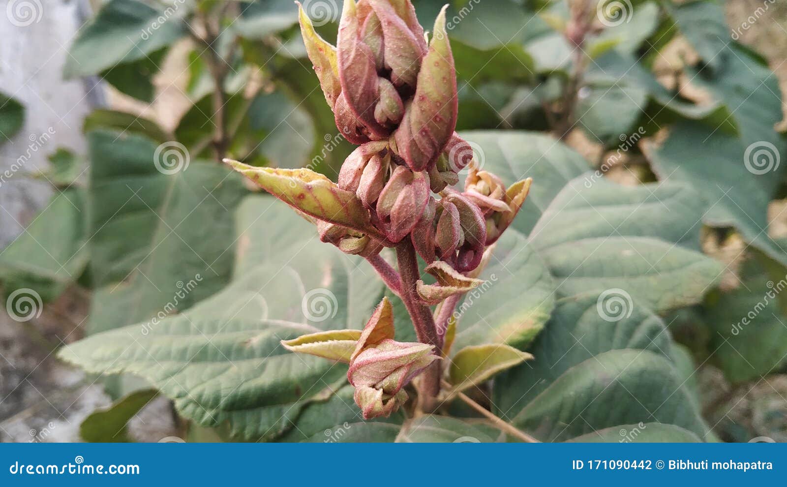 Red Color Flower Capture by Micro Lens through Mobile Stock Photo ...