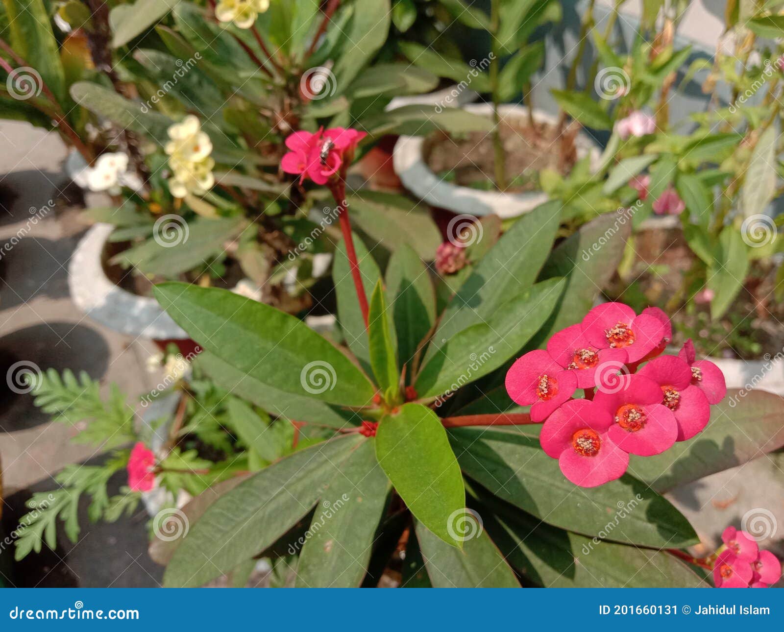 Red Color Flower with Green Tree Stock Image - Image of gardens, green ...