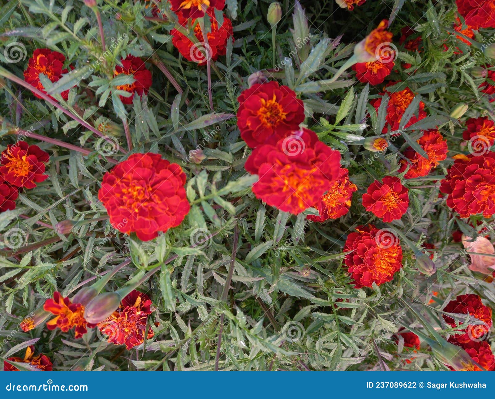 Red Color Flower Image in Garden Stock Photo - Image of color, garden ...