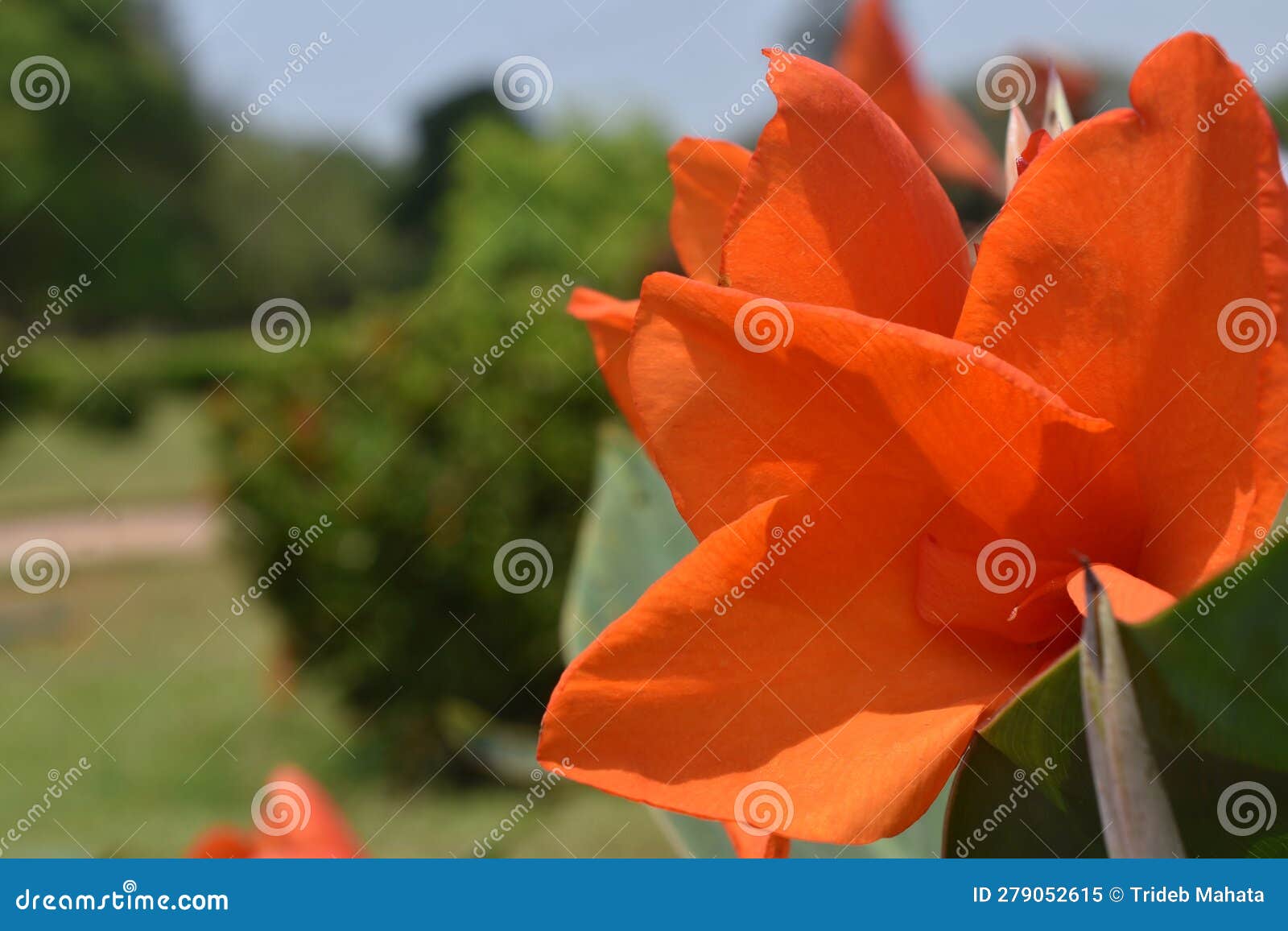 Red Color flower in india stock image. Image of wildflower - 279052615
