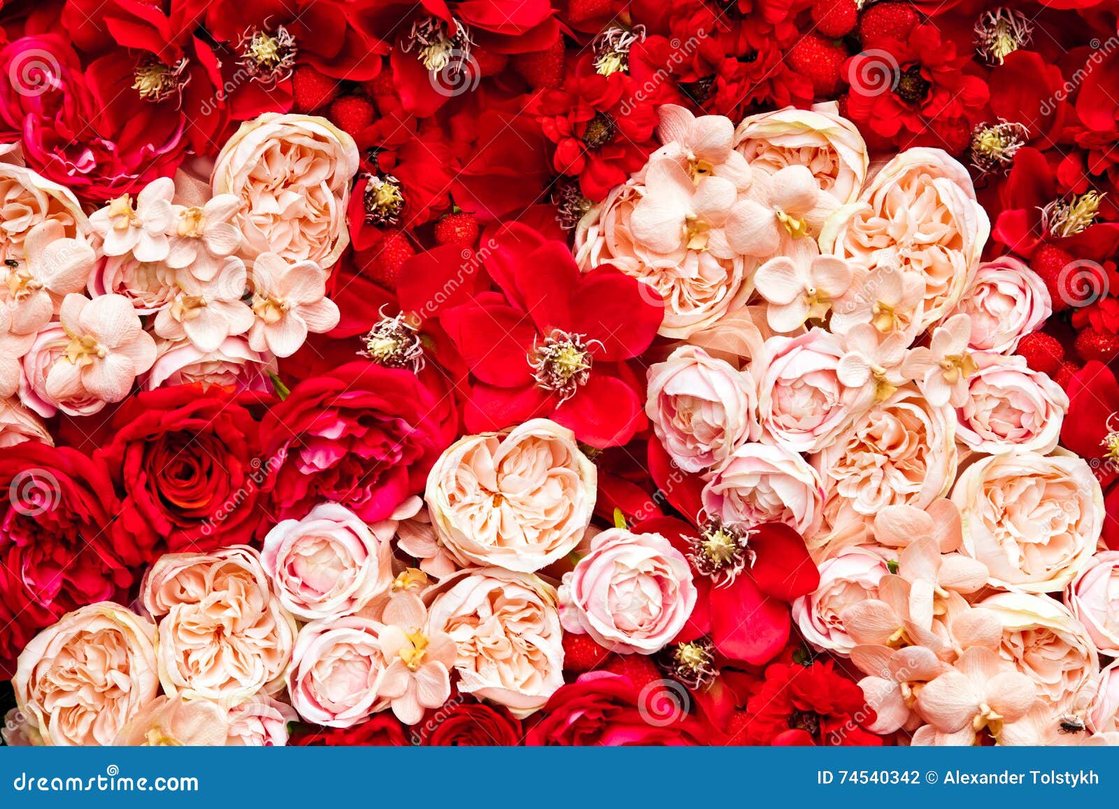 Red color flowers stock photo. Image of white, bright - 74540342