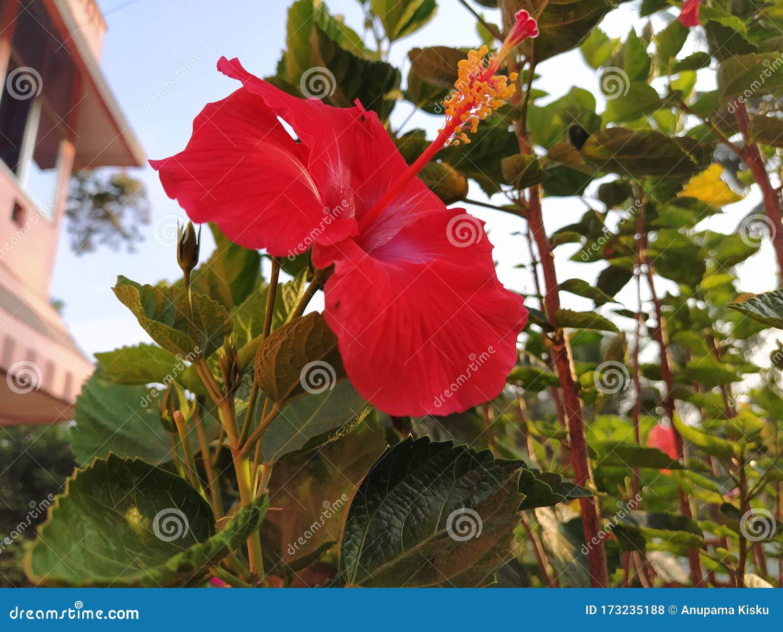 Red Color Single Hibiscus Flower in a Garden Stock Photo - Image of ... Red Color Single Hibiscus Flower in a Garden Stock Photo - Image of ...