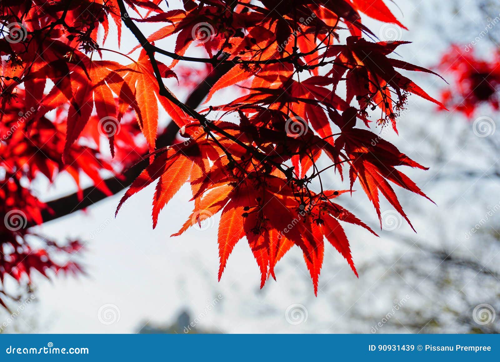 The Red Color Leaves on the Tree Stock Image - Image of leaves, natural ...