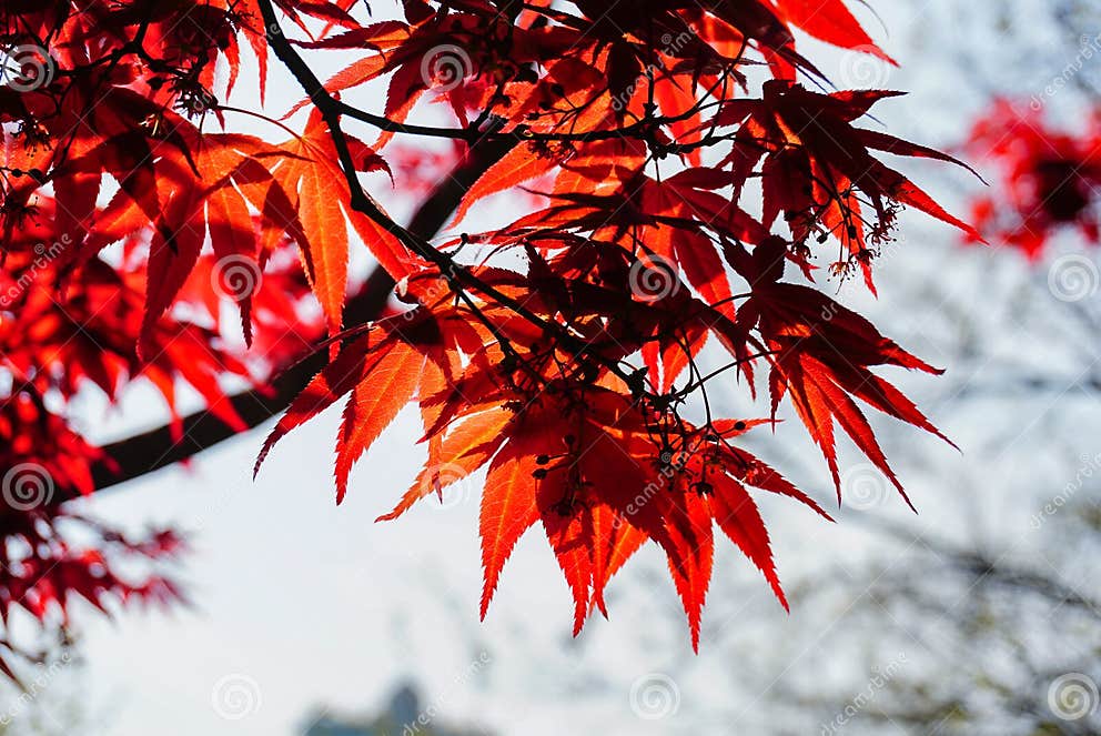 The Red Color Leaves on the Tree Stock Image - Image of leaves, natural ...