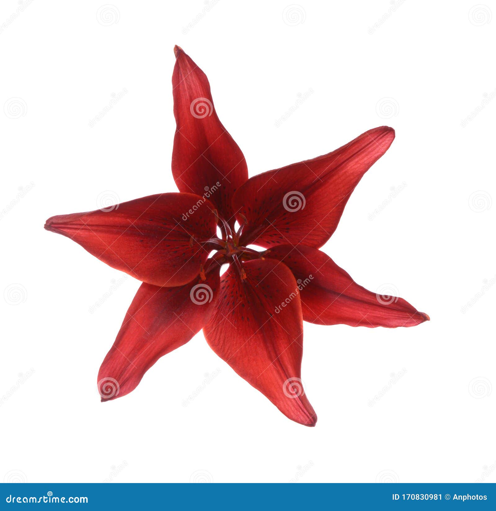 Red color lily flower stock image. Image of bloom, floral - 170830981