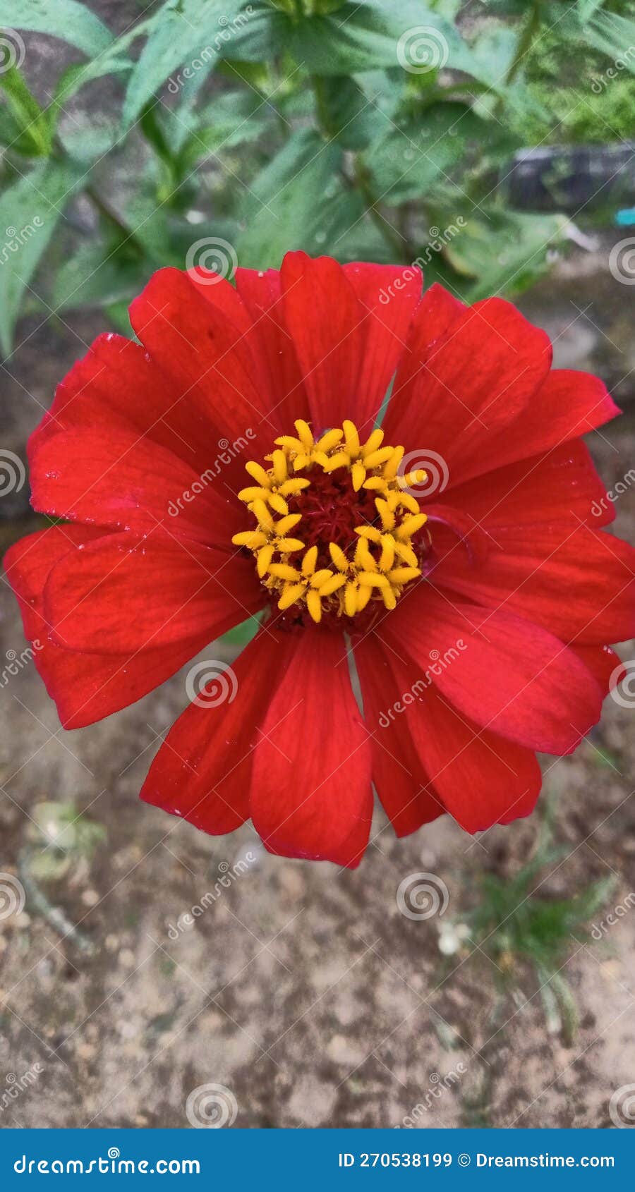 The Red Color Makes this Flower Look Beautiful Stock Image - Image of ...