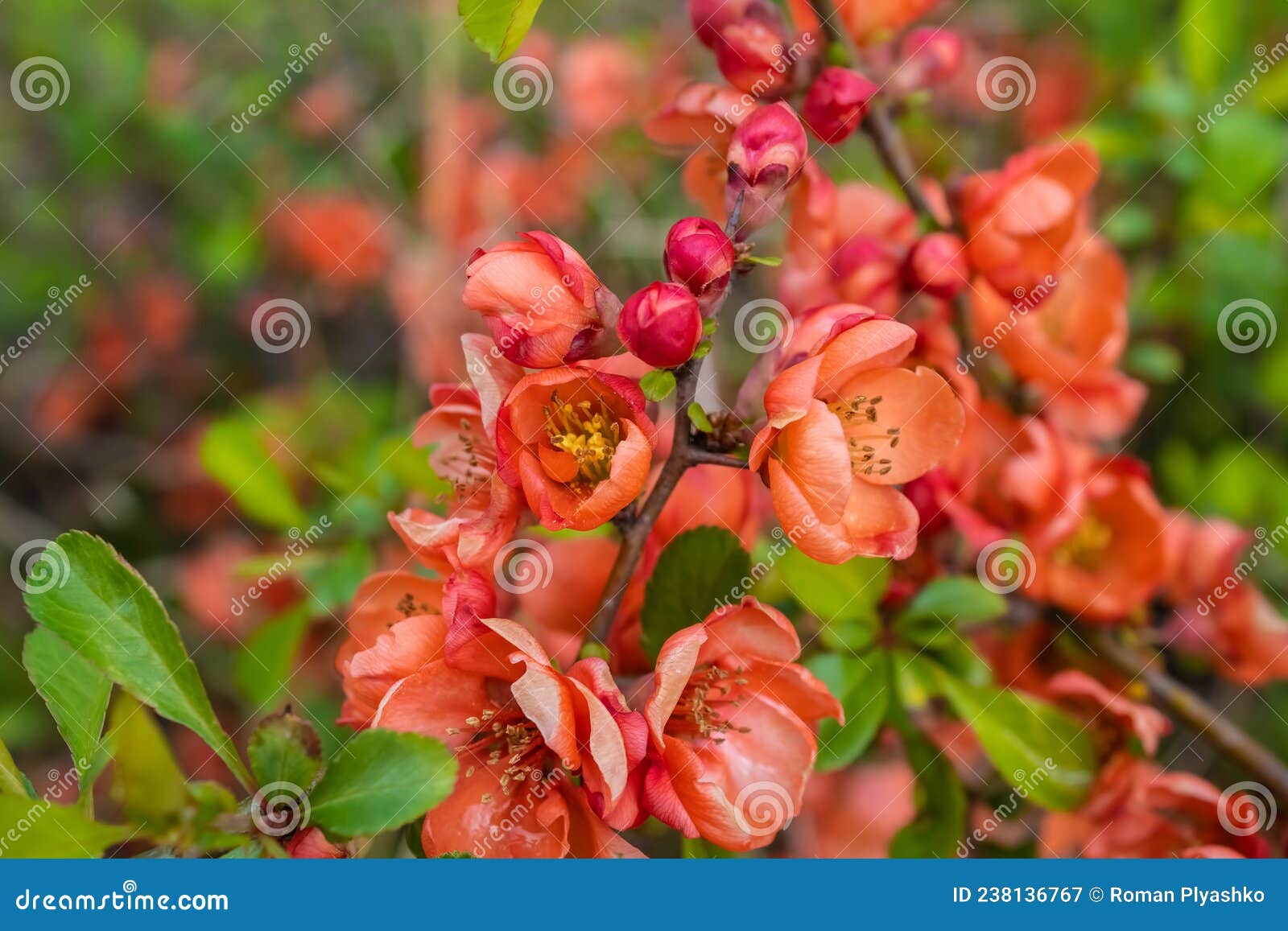 Red Color of the Plant. Useful Spring Flower Stock Image - Image of ...