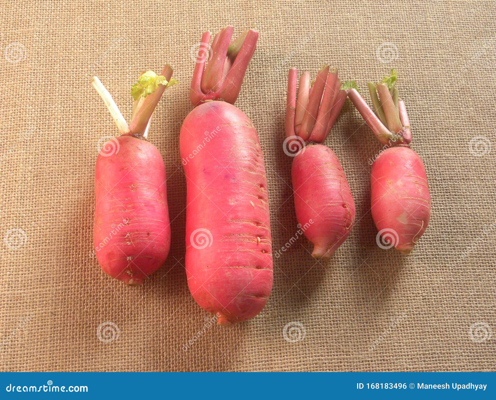 Red color Radish roots stock photo. Image of harvested - 168183496