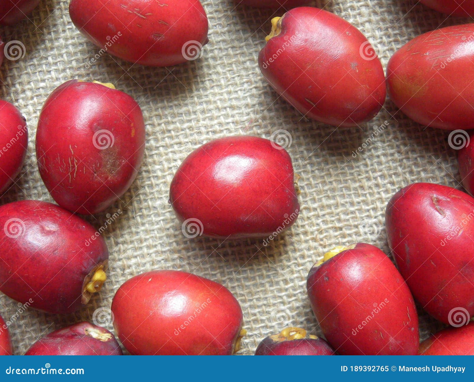Red color ripe fresh Date stock image. Image of ripe - 189392765