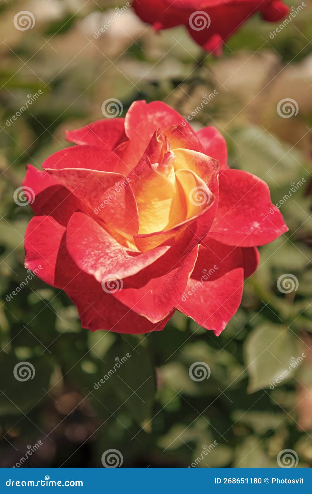 Red Color Rose Flower Blooming in Summer Stock Photo - Image of ...