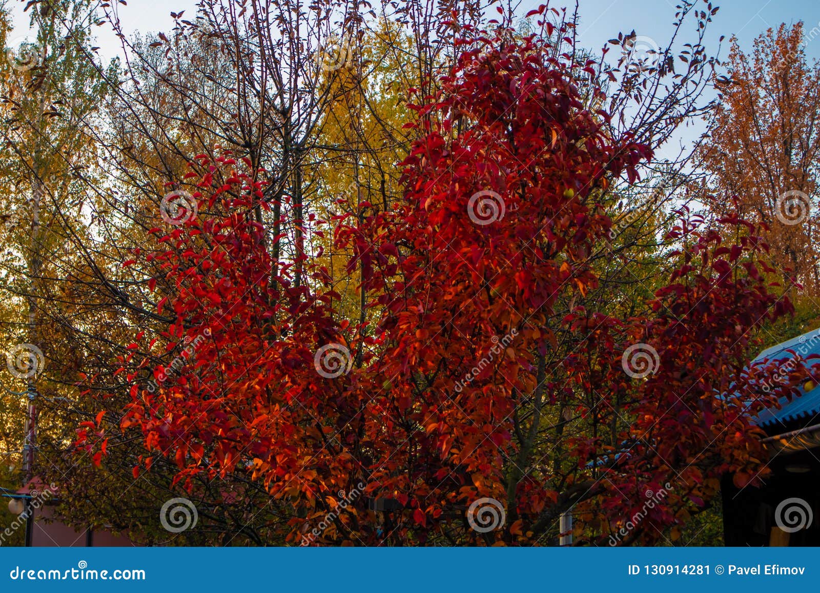 Red leaf autumn tree stock image. Image of garden, tree - 130914281