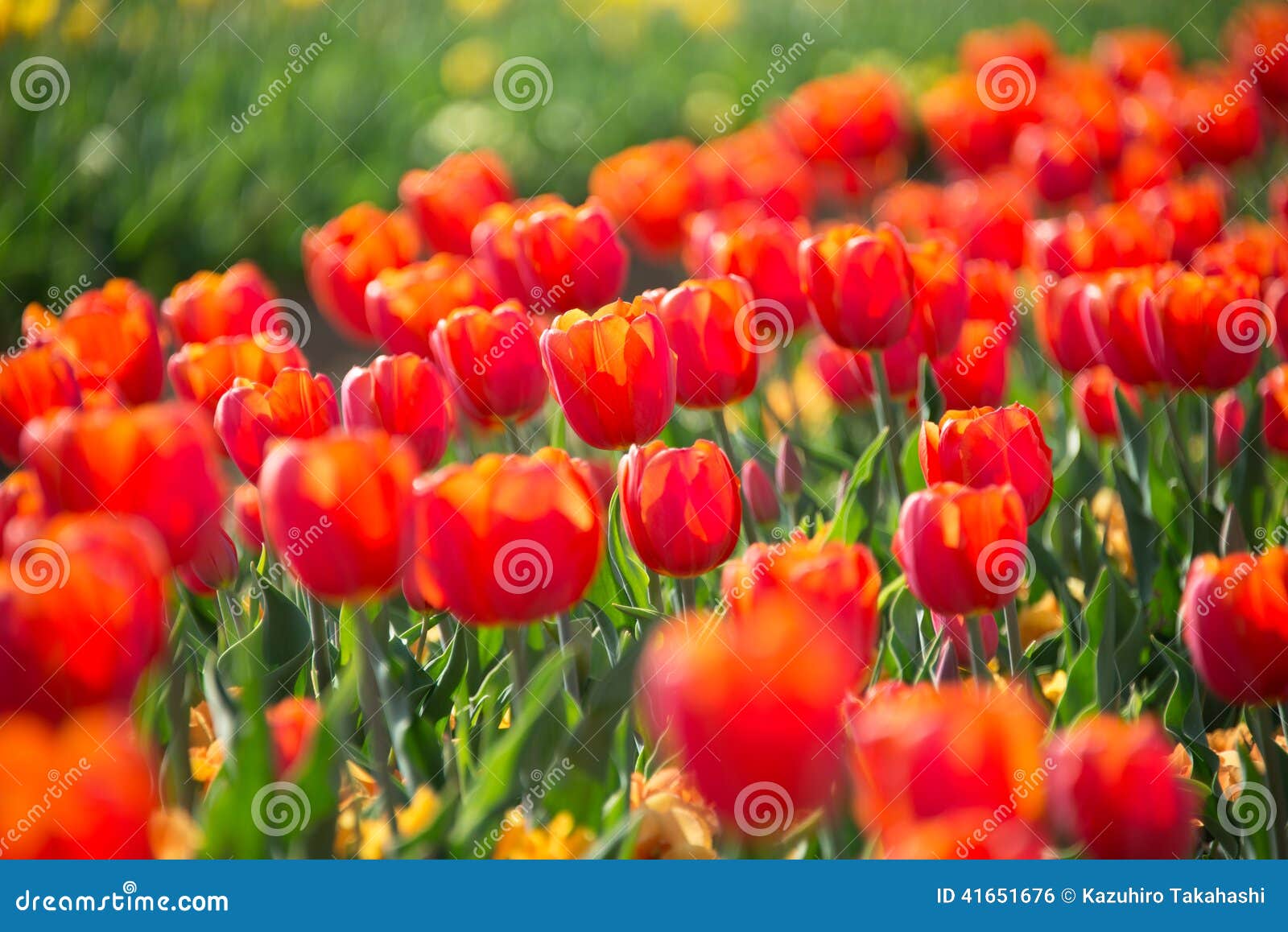 Red Color Tulips stock photo. Image of bouquet, present - 41651676