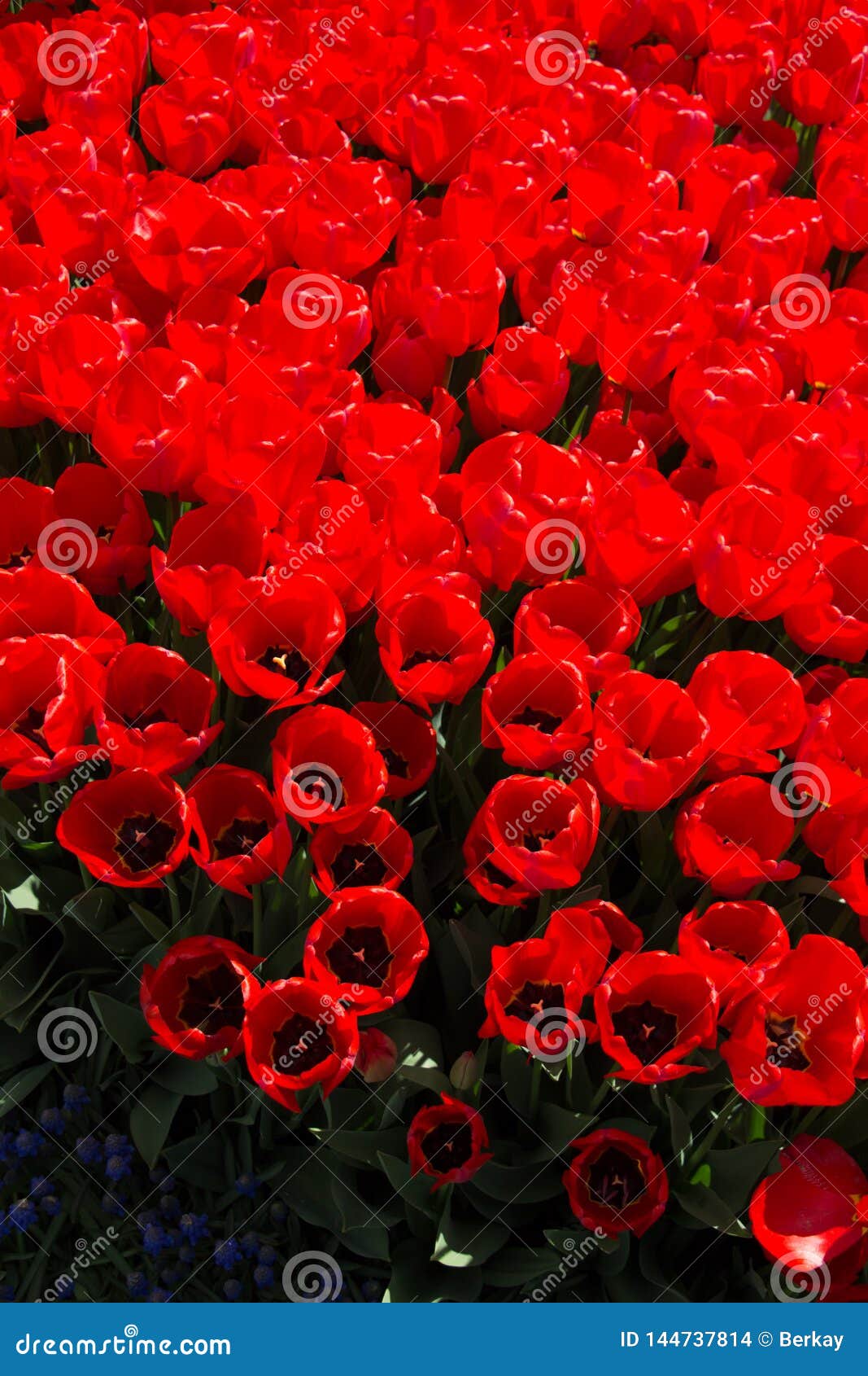 Red Color Tulips Bloom in Spring Stock Photo - Image of natural, nature ...