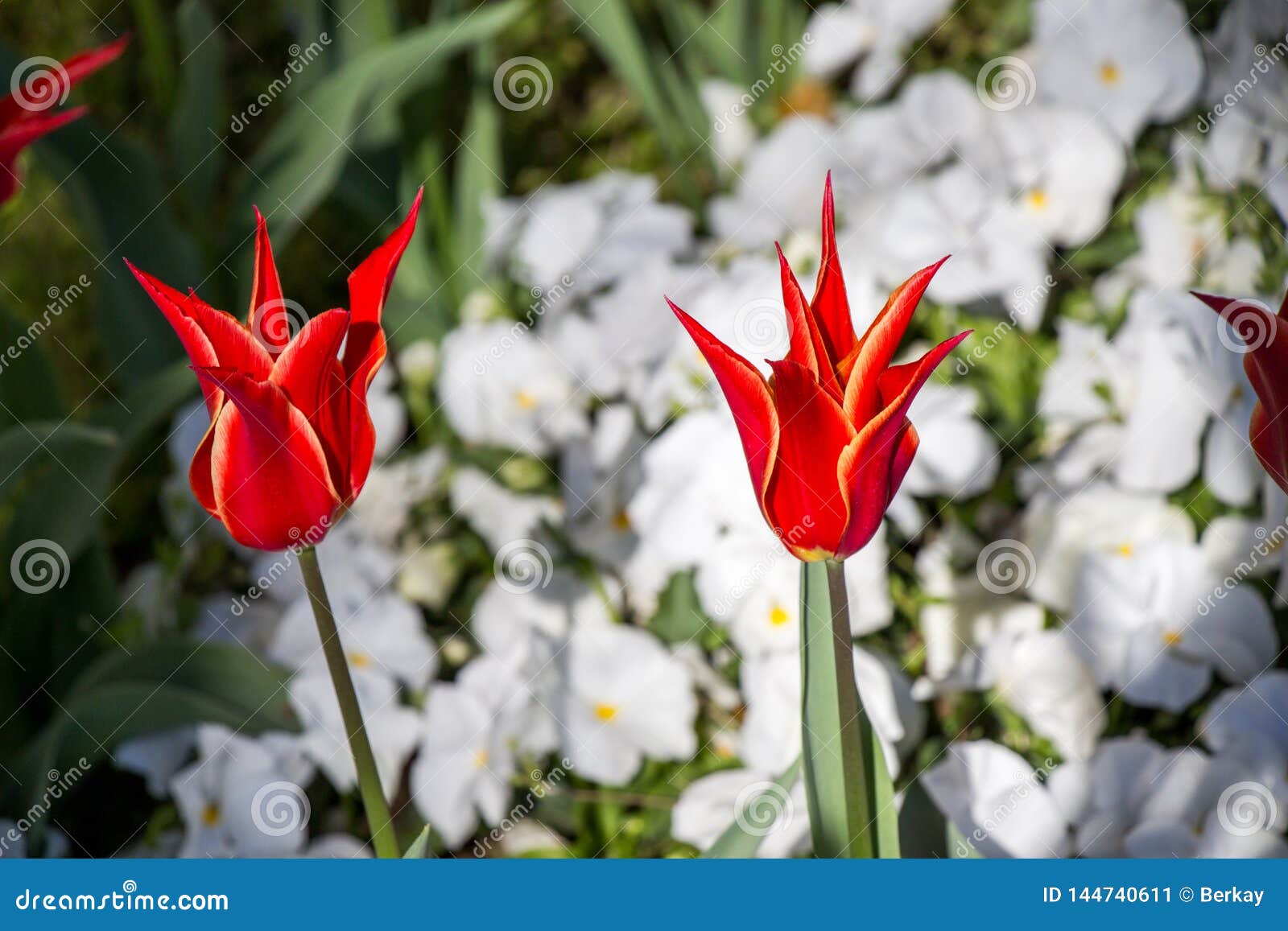 Red Color Tulips Bloom in Spring Stock Image - Image of garden, nature ...