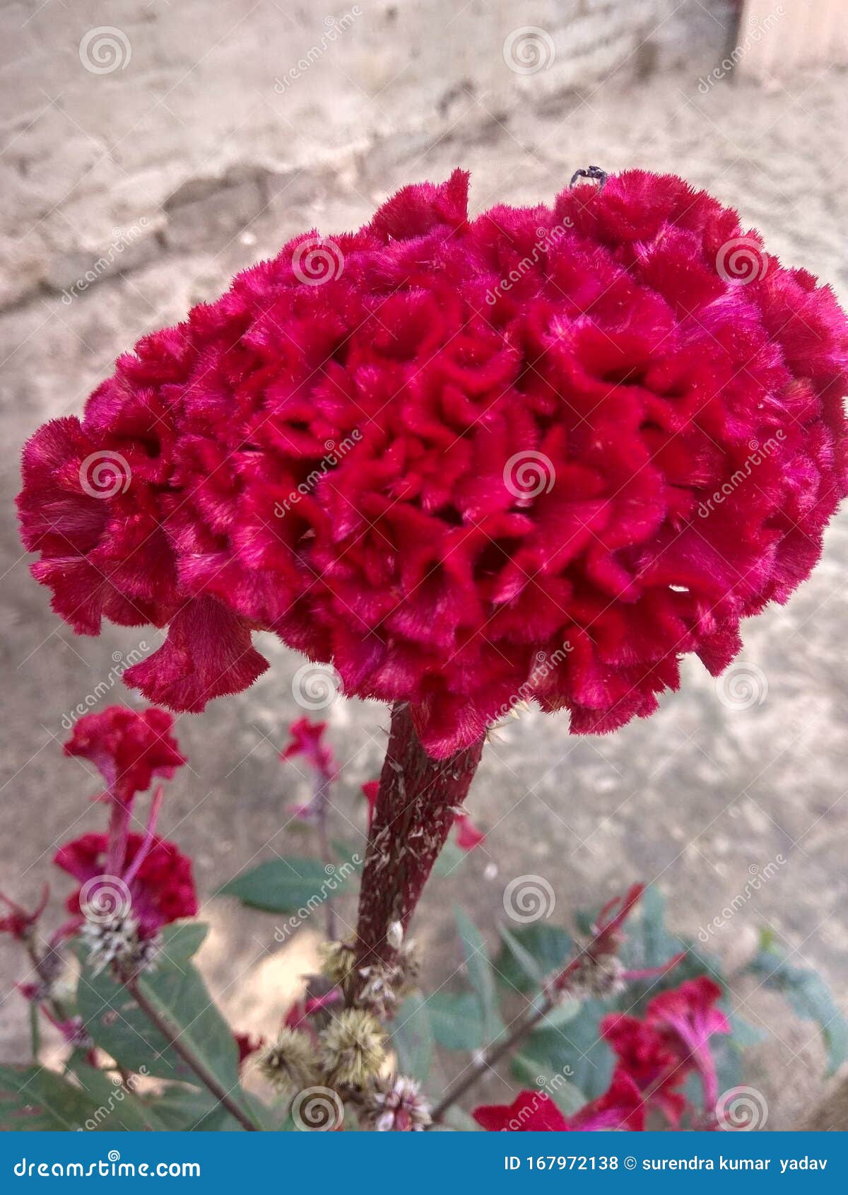 Red Color Very Nice Flower& X27;s Name Murga Kesh Stock Photo - Image ...