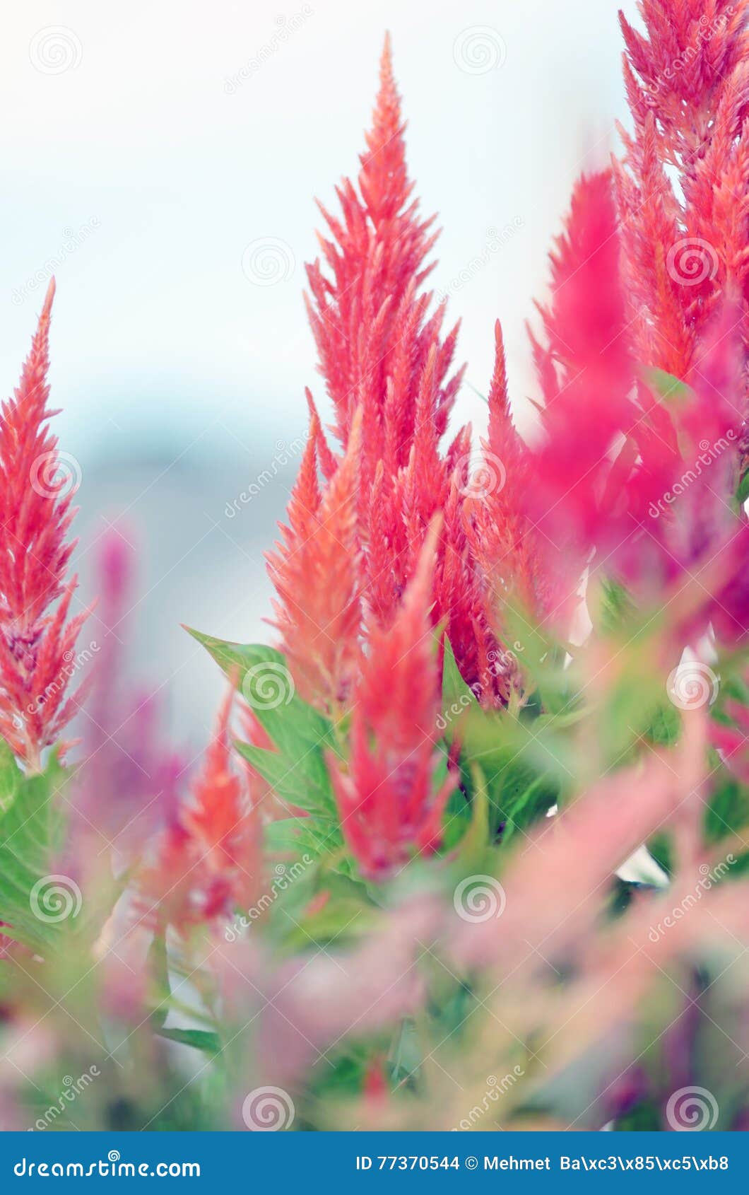 Red Colored Amaranth Flower - Celosia Stock Photo - Image of leaves ...