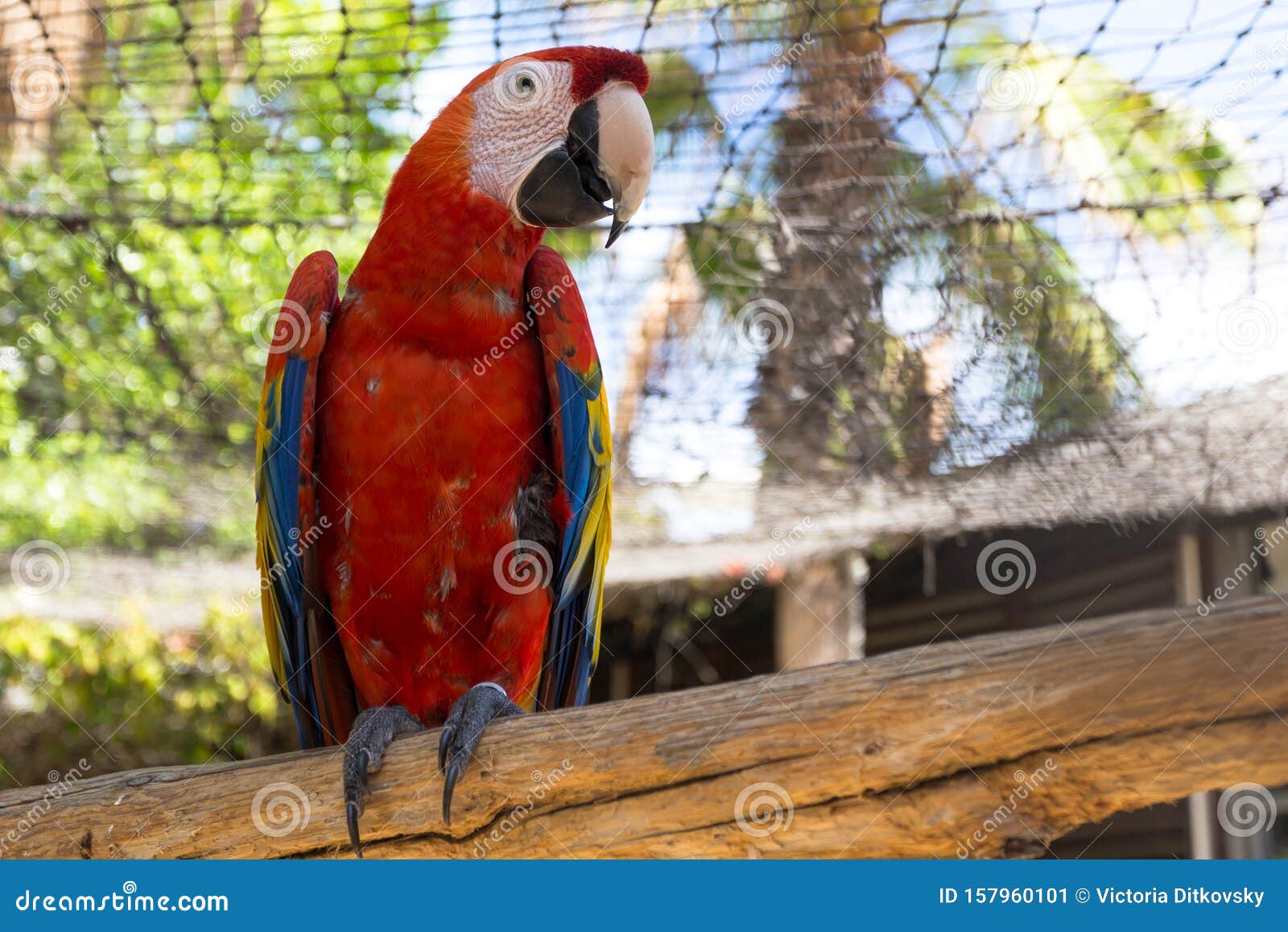 Red Colored Ara Parrot in a Zoo Stock Image - Image of park, animal ...