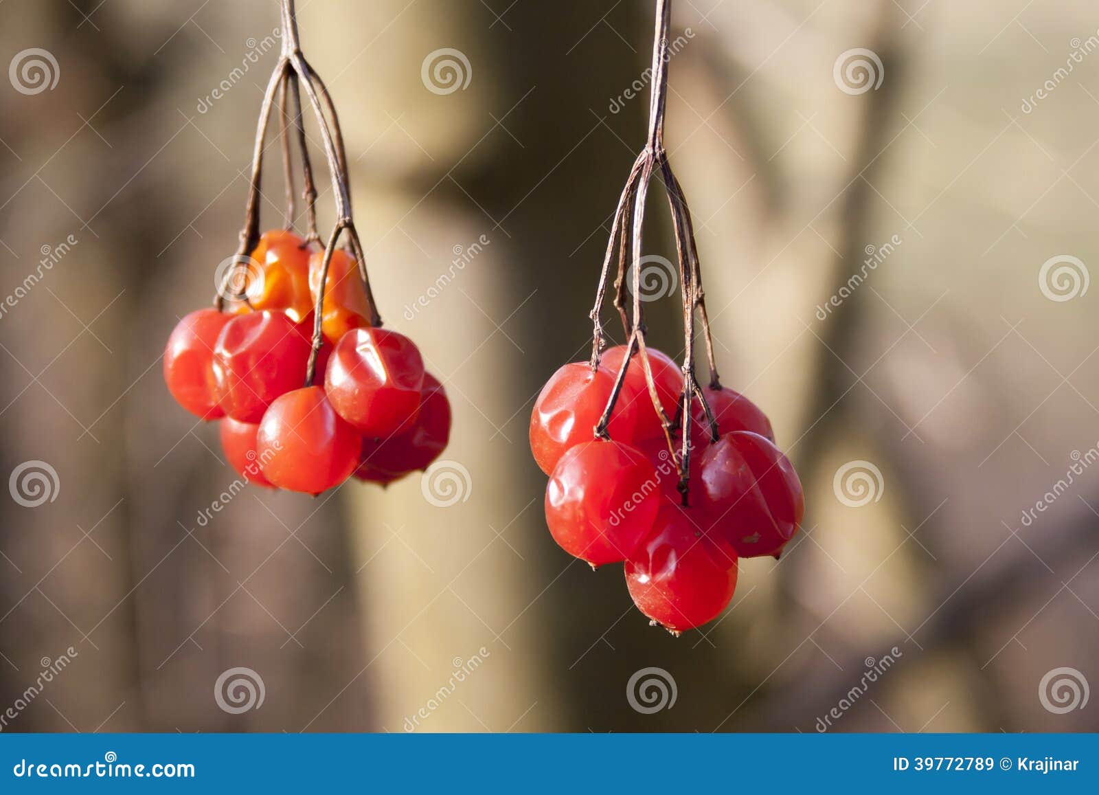 Red colored berries stock image. Image of summer, evening - 39772789