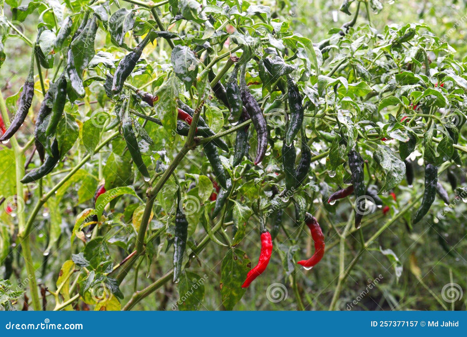 Red colored chili on tree stock image. Image of food - 257377157