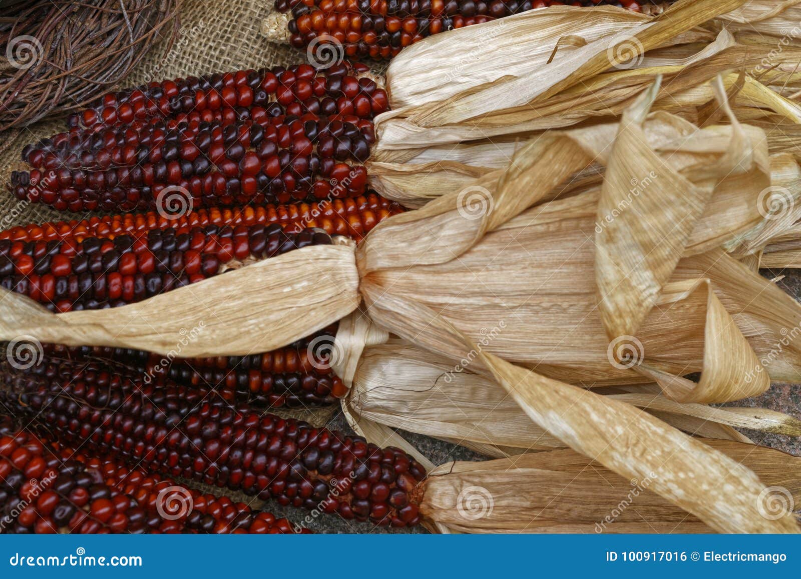 Red corn stock photo. Image of fall, crop, garden, decorate - 100917016