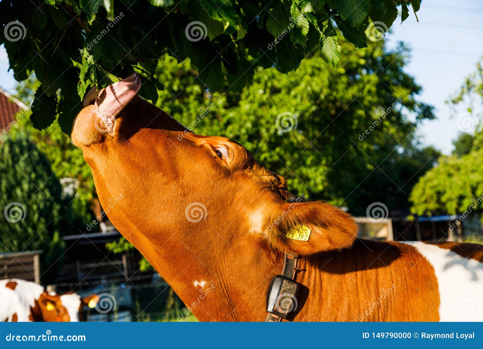 Red-colored Cow Feeding from a Tree an a Meadow in Late Evening Sun ...
