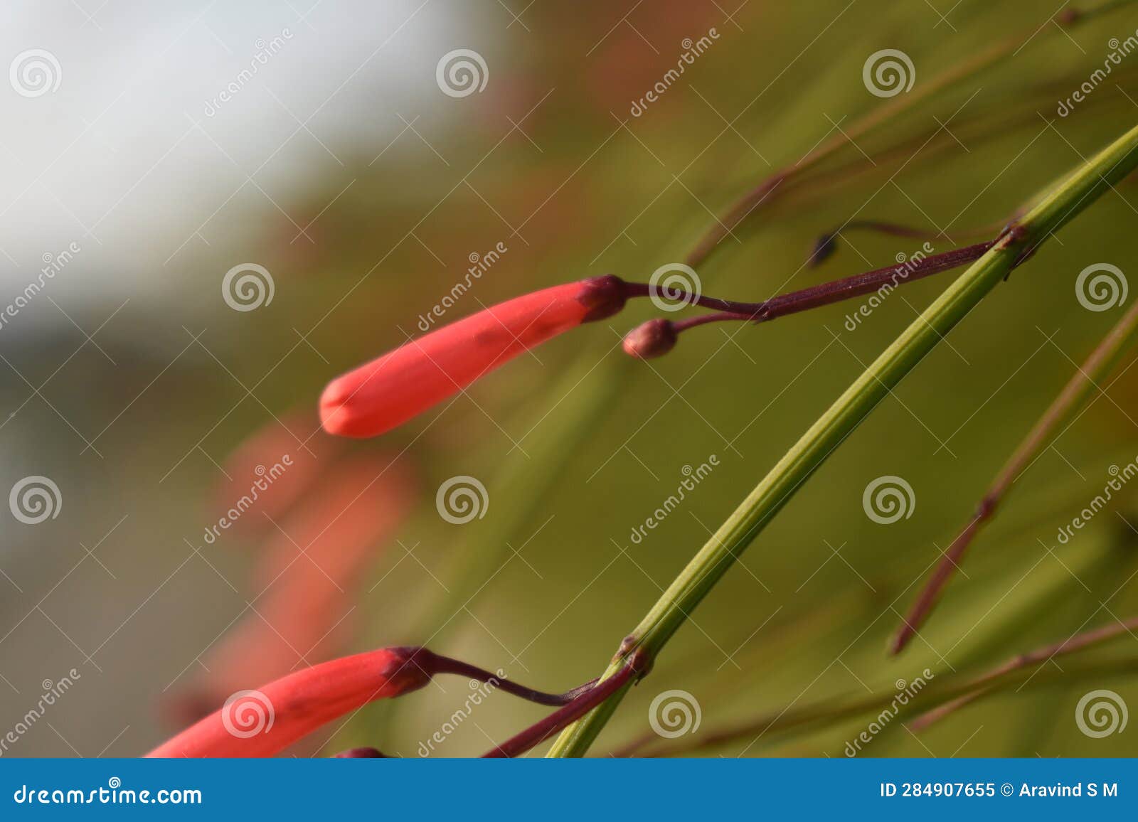 Red Colored Fire Cracker Plant in Focus Stock Image - Image of seasonal ...