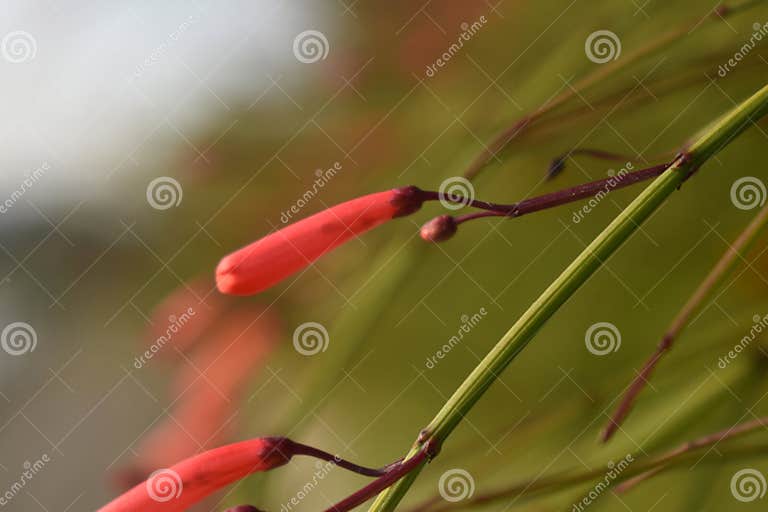 Red Colored Fire Cracker Plant in Focus Stock Image - Image of seasonal ...